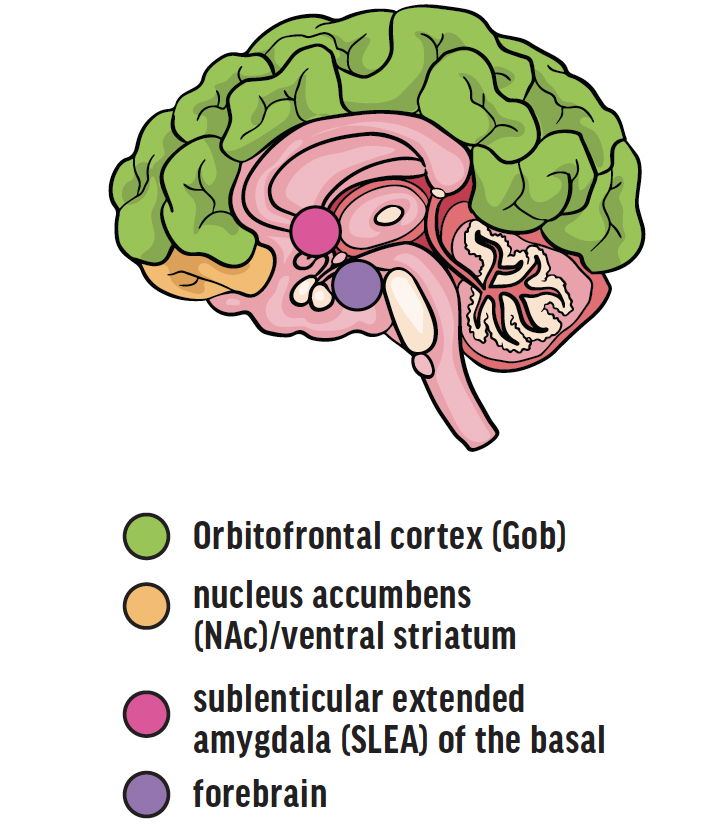 Psychology, Physiology, and Philosophy of Aesthetic Me...